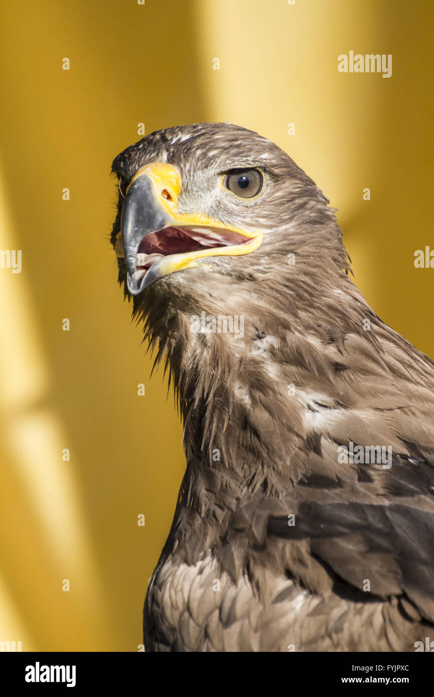 golden eagle, detail of head with large eyes, pointed beak Stock Photo ...