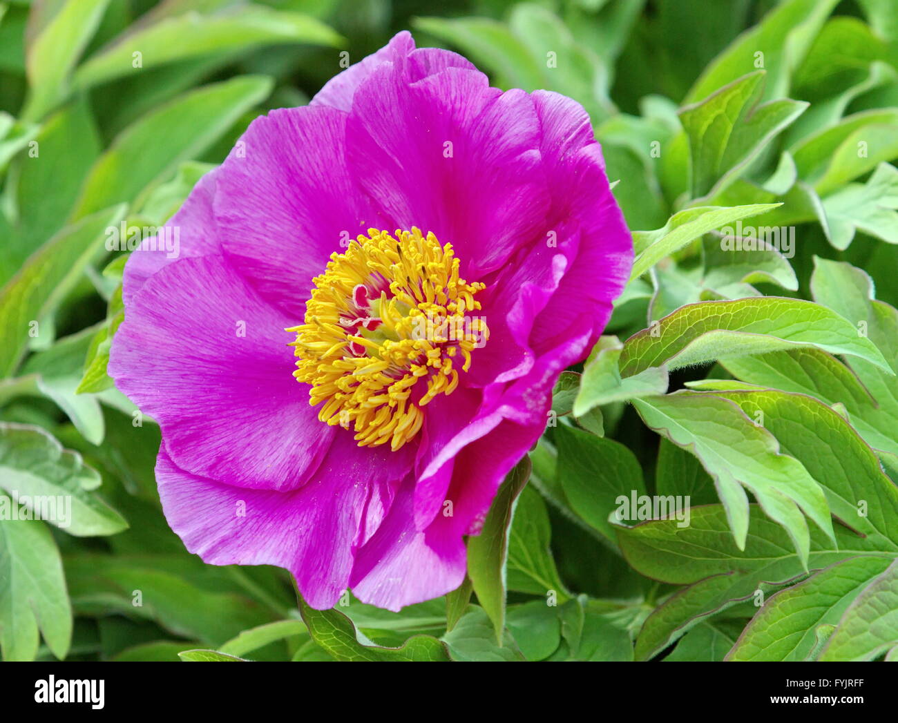 European or common peony (paeonia officinalis Stock Photo - Alamy