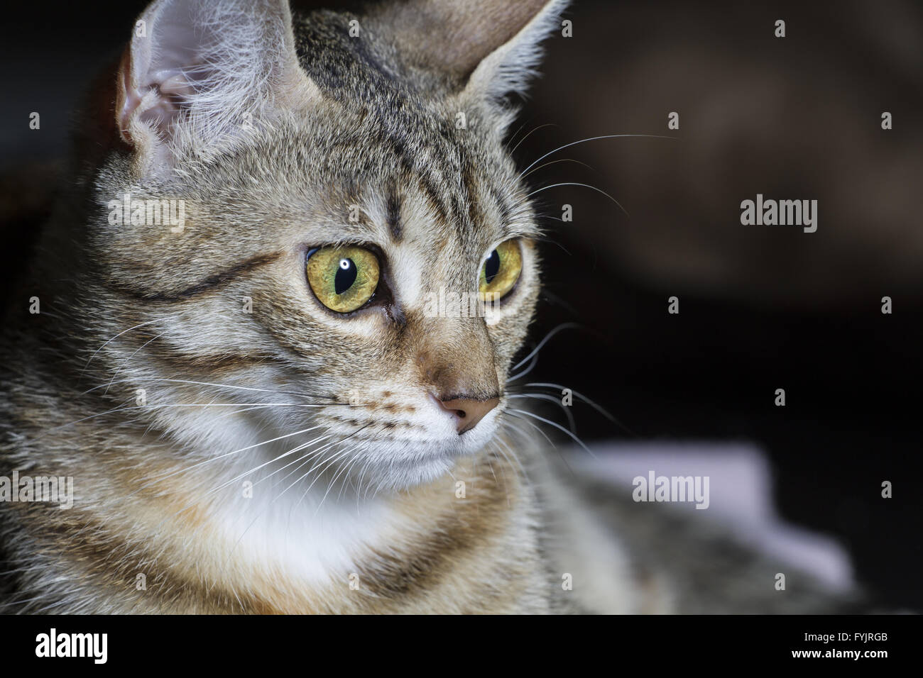 Curious, Adorable common cat hair tabby Stock Photo - Alamy