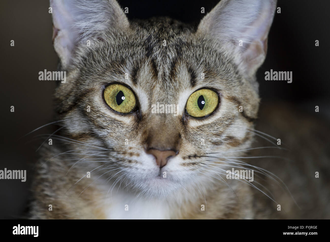 Adorable common cat hair tabby Stock Photo - Alamy