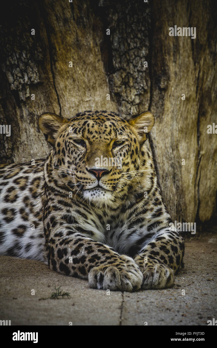 jungle, beautiful and powerful leopard resting in the sun Stock Photo ...
