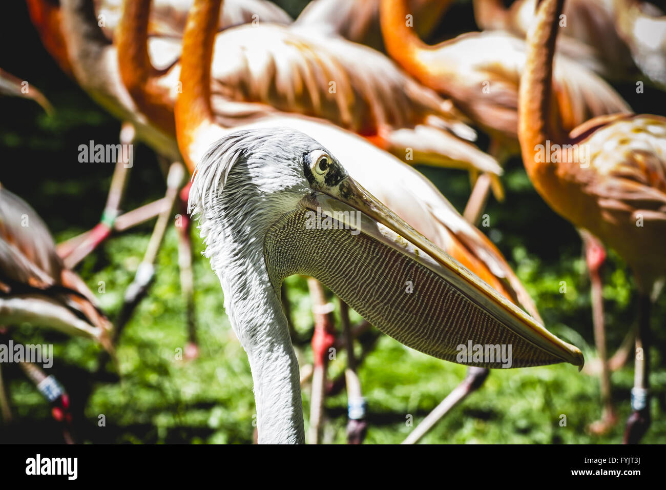 pelican resting in the sun with a group of flamingos Stock Photo - Alamy