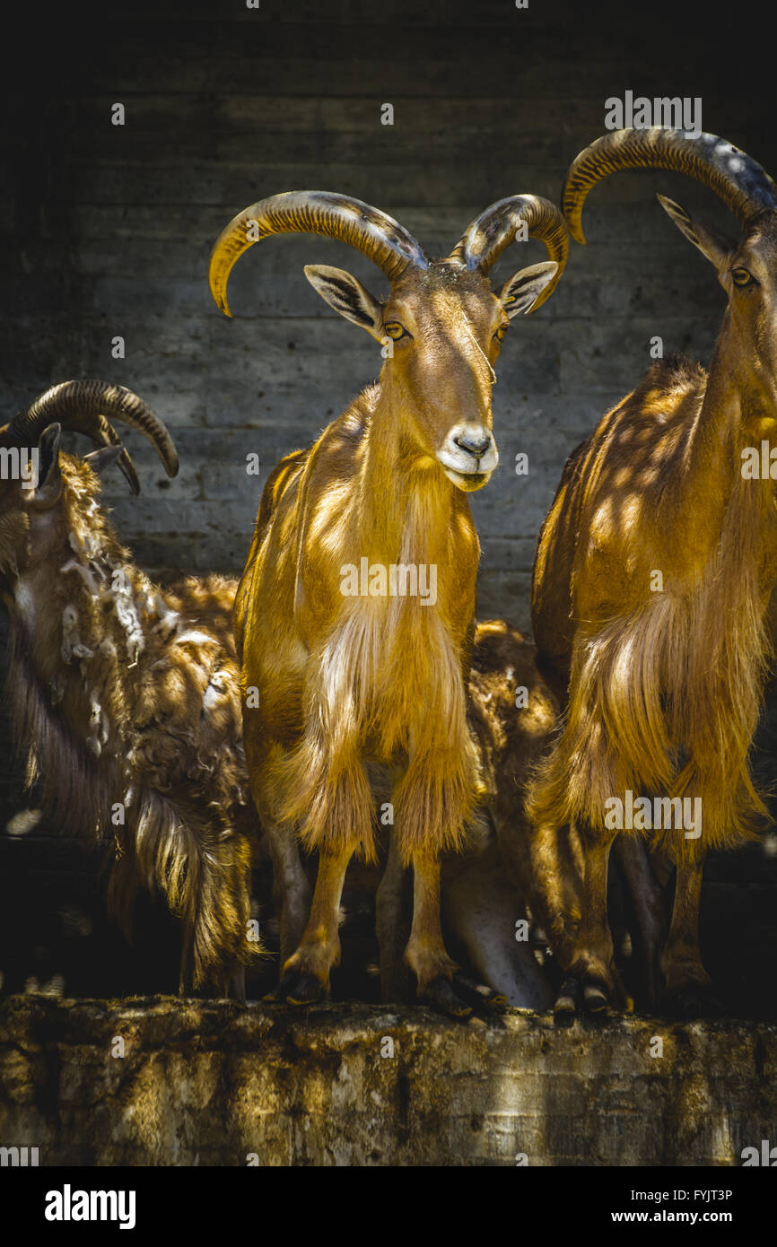 deer, group of mountain goats, Family mammals with large horns Stock ...