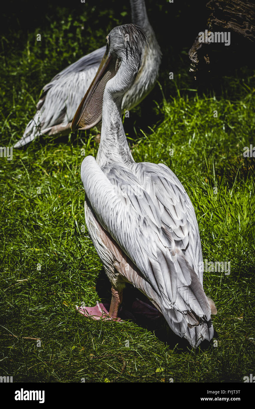 pelican resting in the sun with a group of flamingos Stock Photo - Alamy