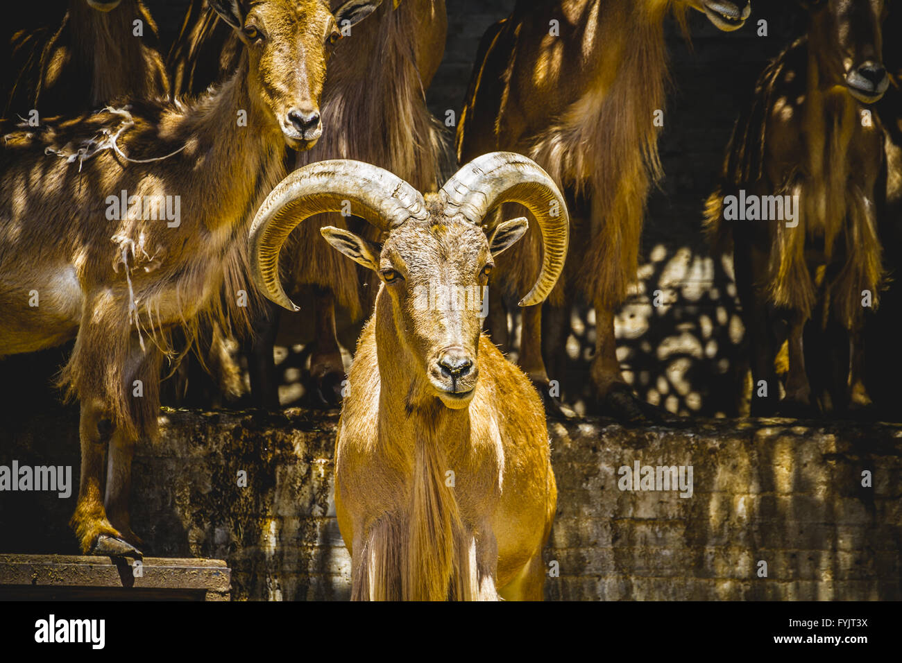 Goat Jumping On Sheep