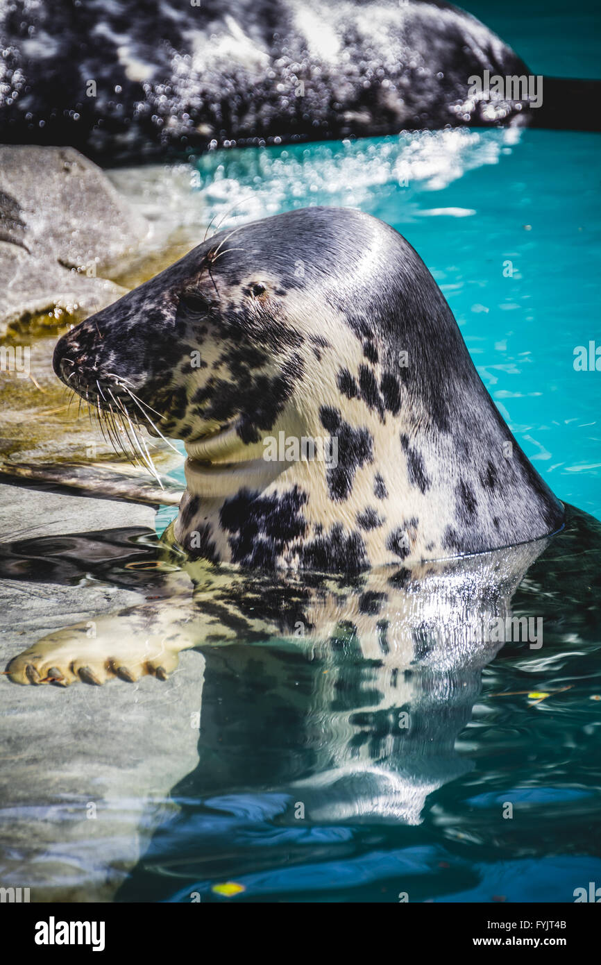 aquatic, seal resting in the sun in the water Stock Photo - Alamy