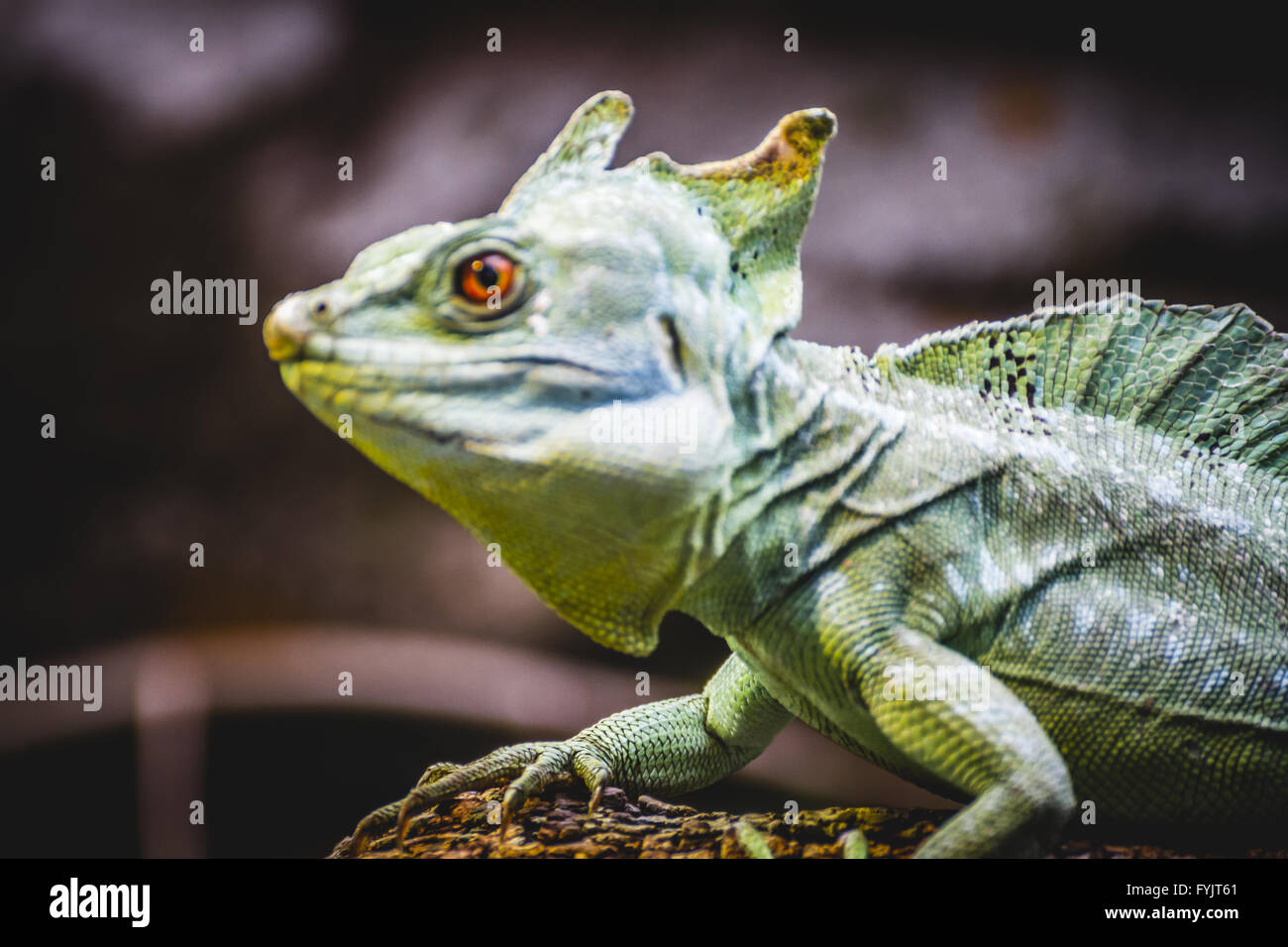 chameleon, scaly lizard skin resting in the sun Stock Photo - Alamy