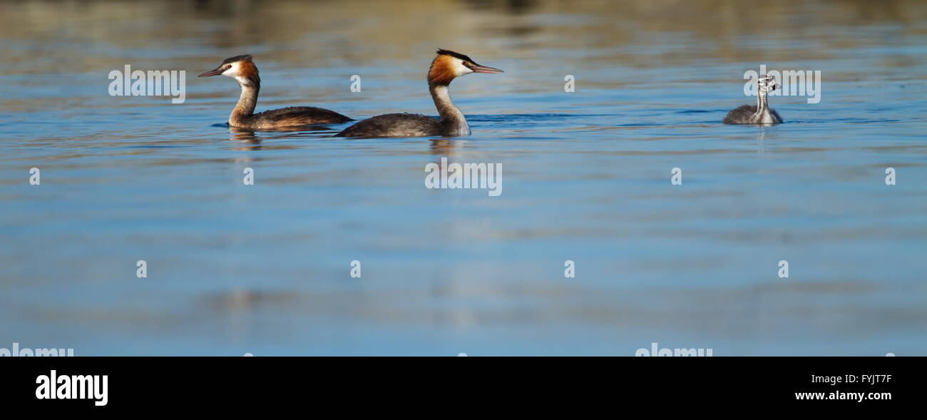 Crested grebe, podiceps cristatus, ducks family Stock Photo - Alamy