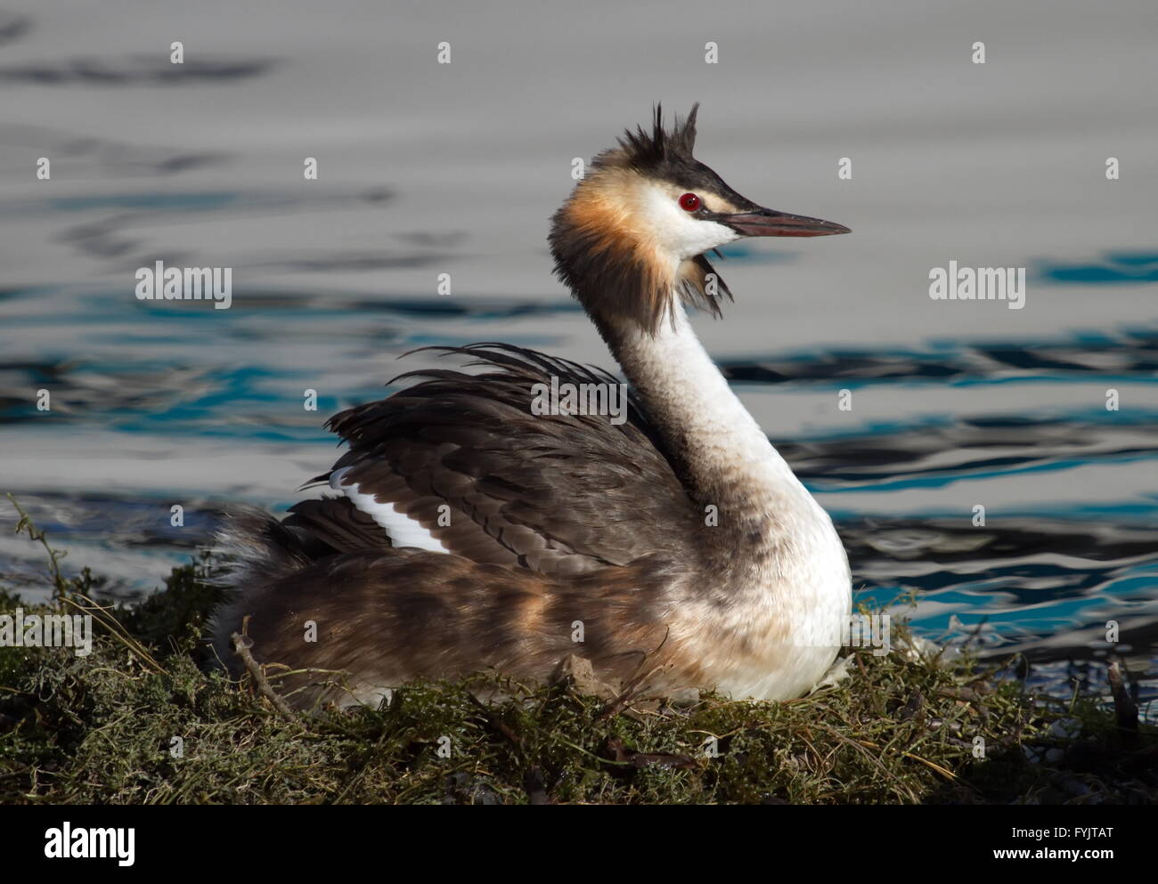 Crested grebe, podiceps cristatus, duck brooding nest Stock Photo - Alamy