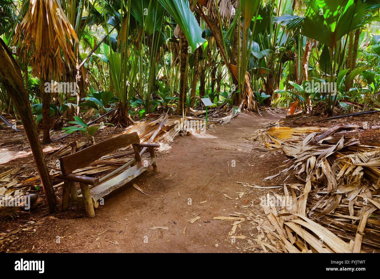 Pathway in jungle - Vallee de Mai - Seychelles Stock Photo - Alamy