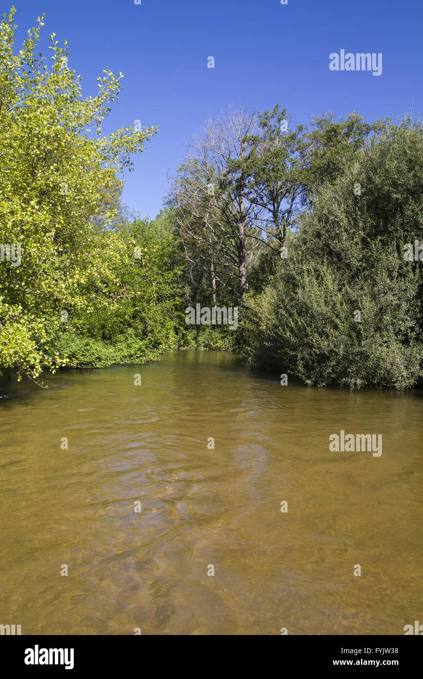 river vegetation, alberche riverbank in Toledo, Castilla La Mancha ...