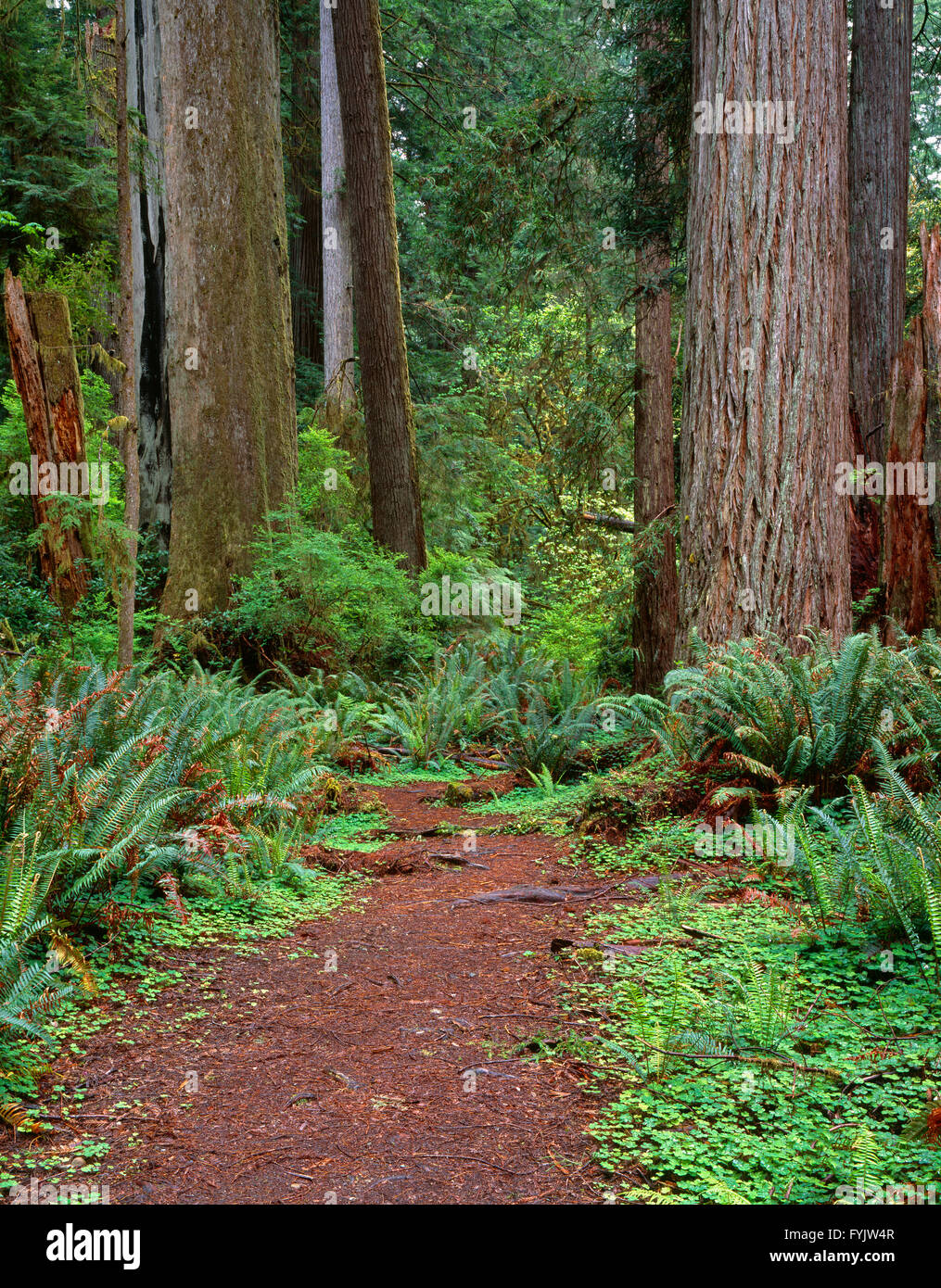 State park botanical beauty hi-res stock photography and images - Alamy