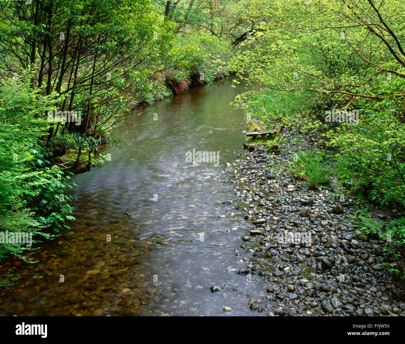 USA, California, Prairie Creek Redwoods State Park, Lush spring ...