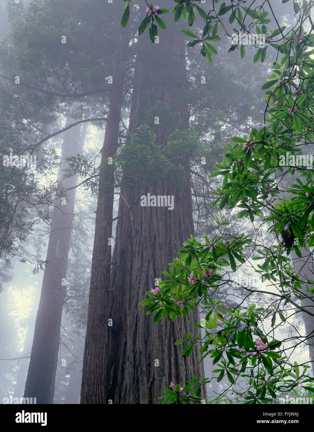USA, California, Del Norte Coast Redwoods State Park, Fog shrouded ...