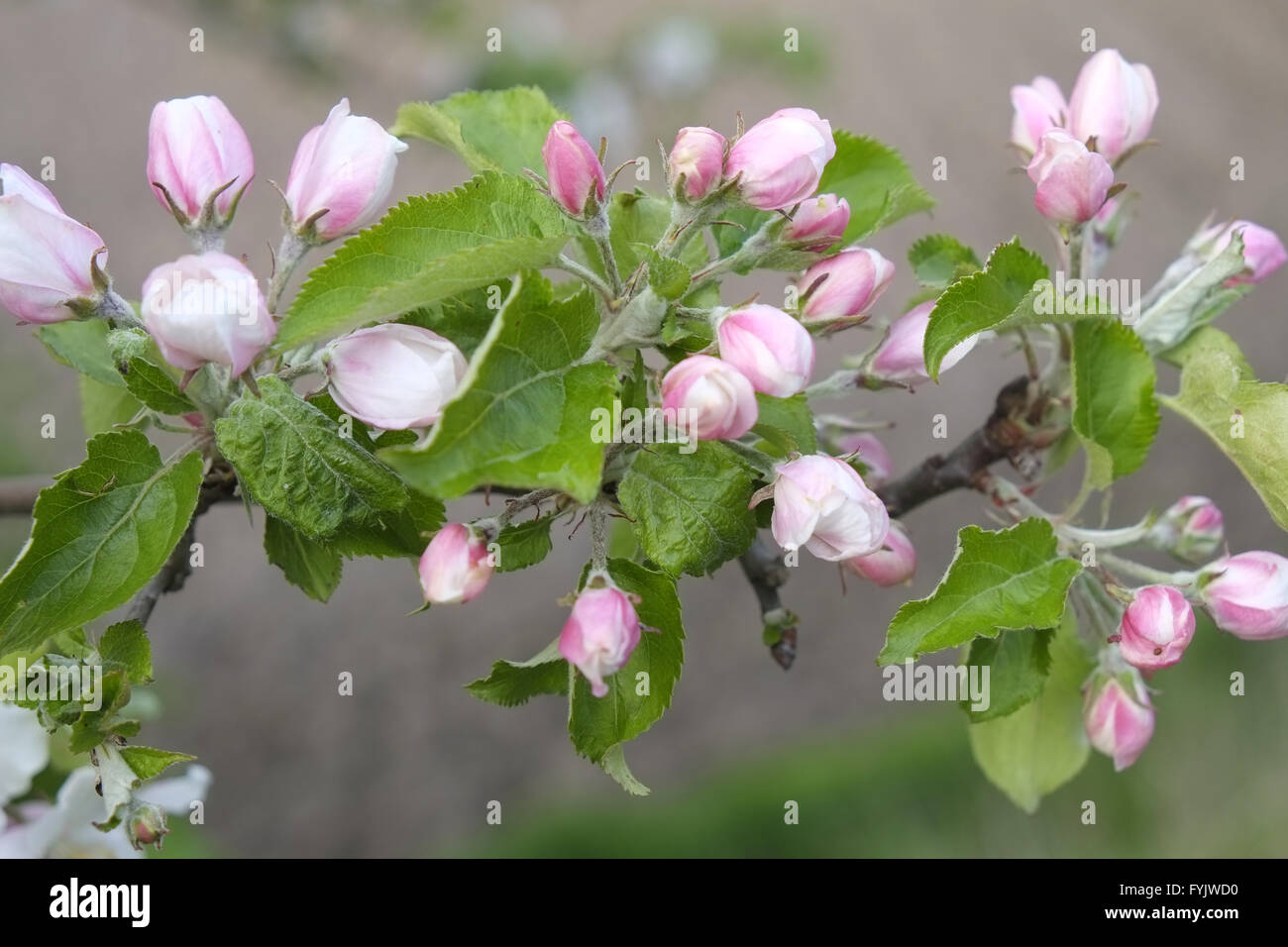 Apfelanbau hi-res stock photography and images - Alamy