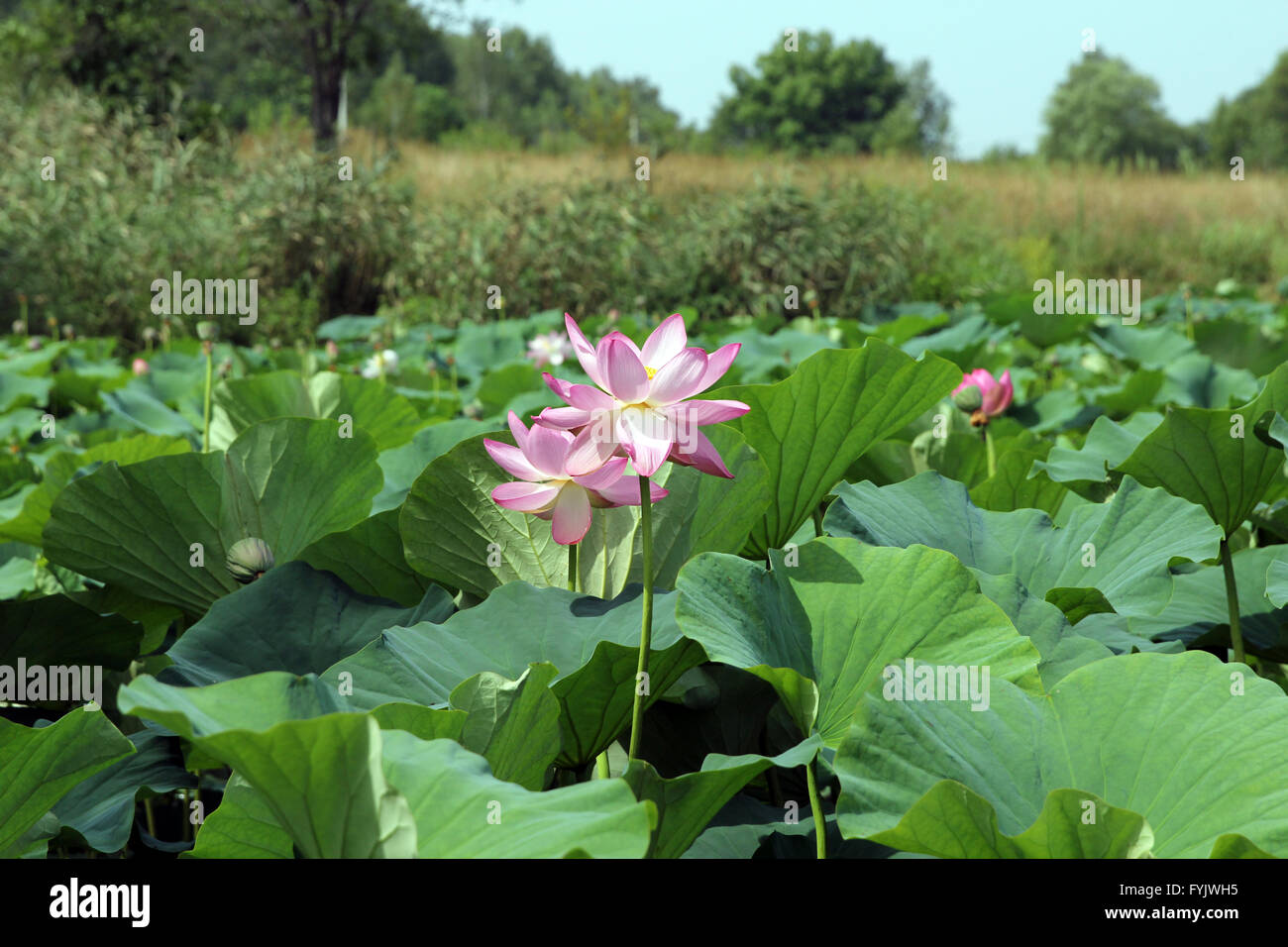 Lotus flower plants Stock Photo - Alamy