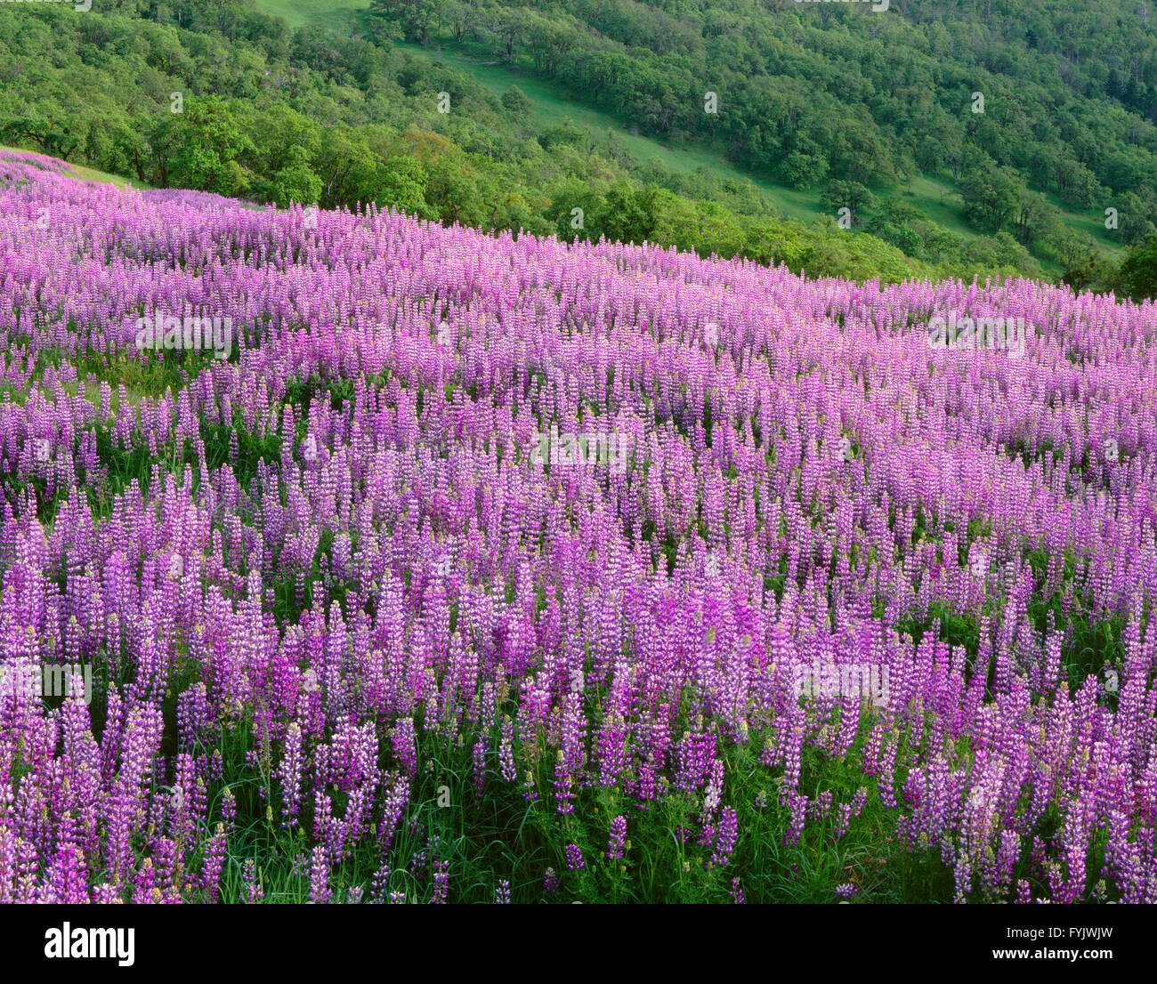 Redwood meadow grove hi-res stock photography and images - Alamy