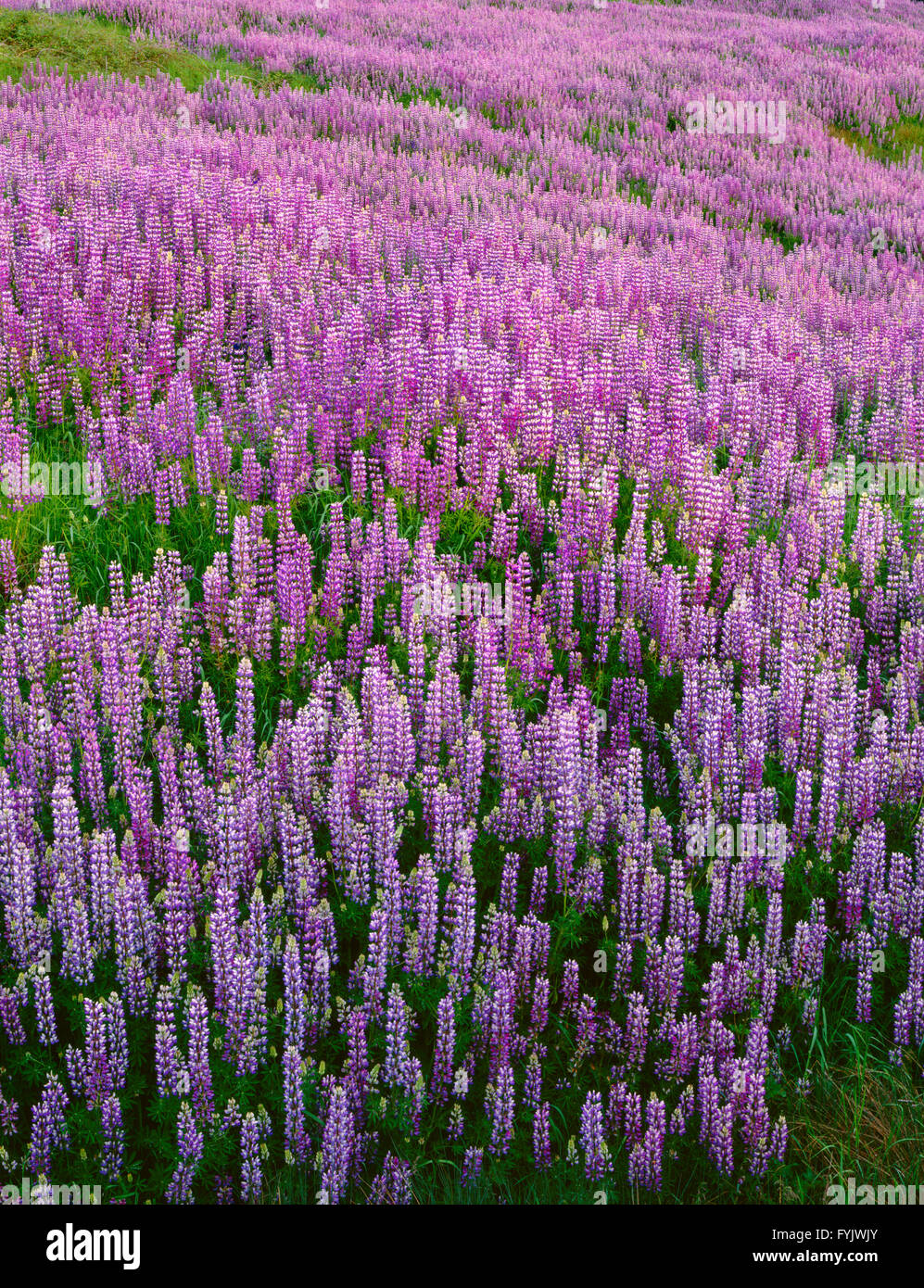 Lupine rivularis hi-res stock photography and images - Alamy
