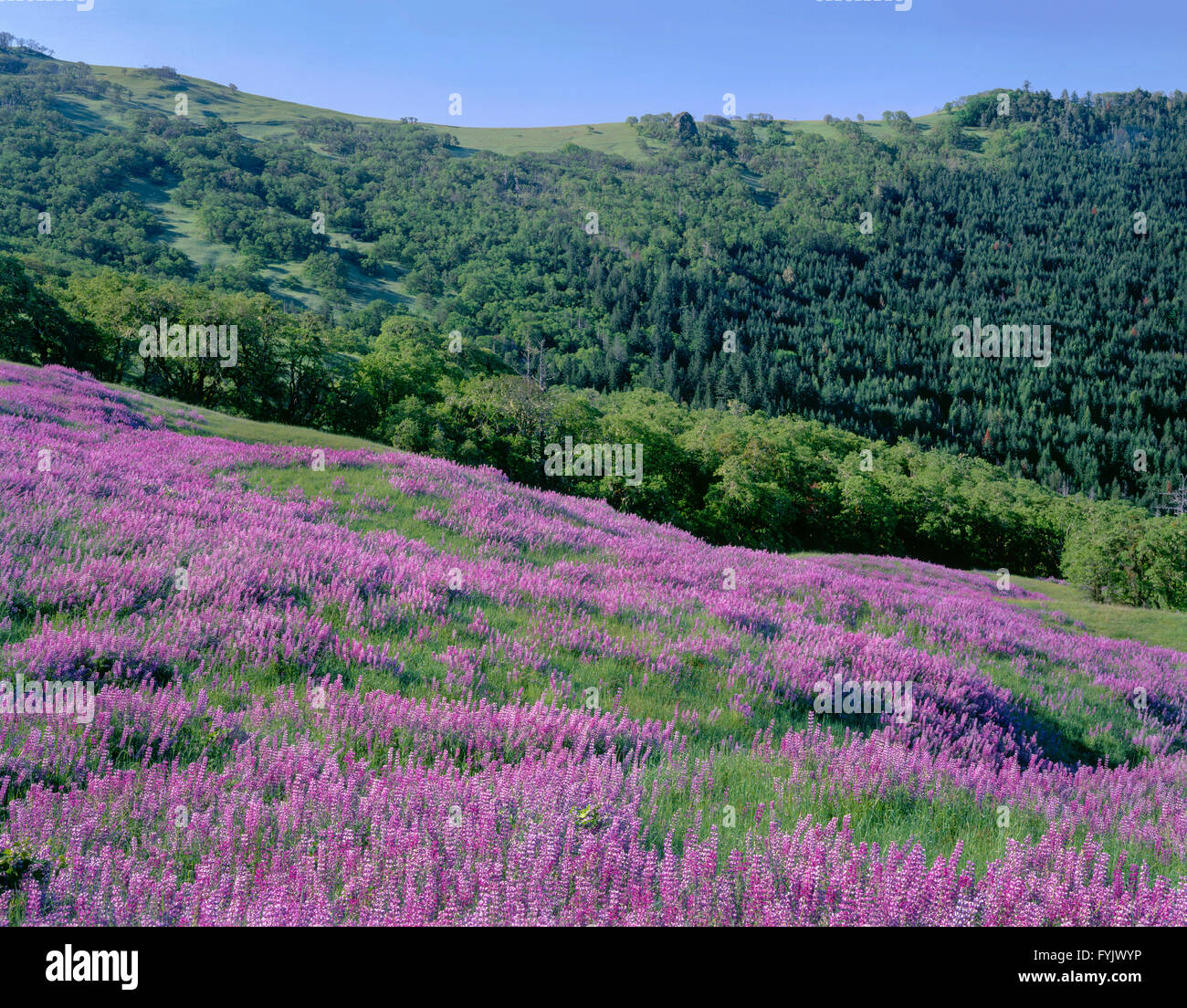 USA, California, Redwood National Park, Meadow of lupine and spring ...