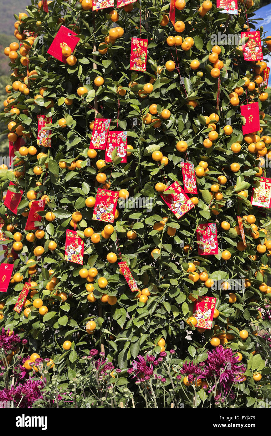 The Chinese tangerine-tree with congratulations and wishes Stock Photo ...