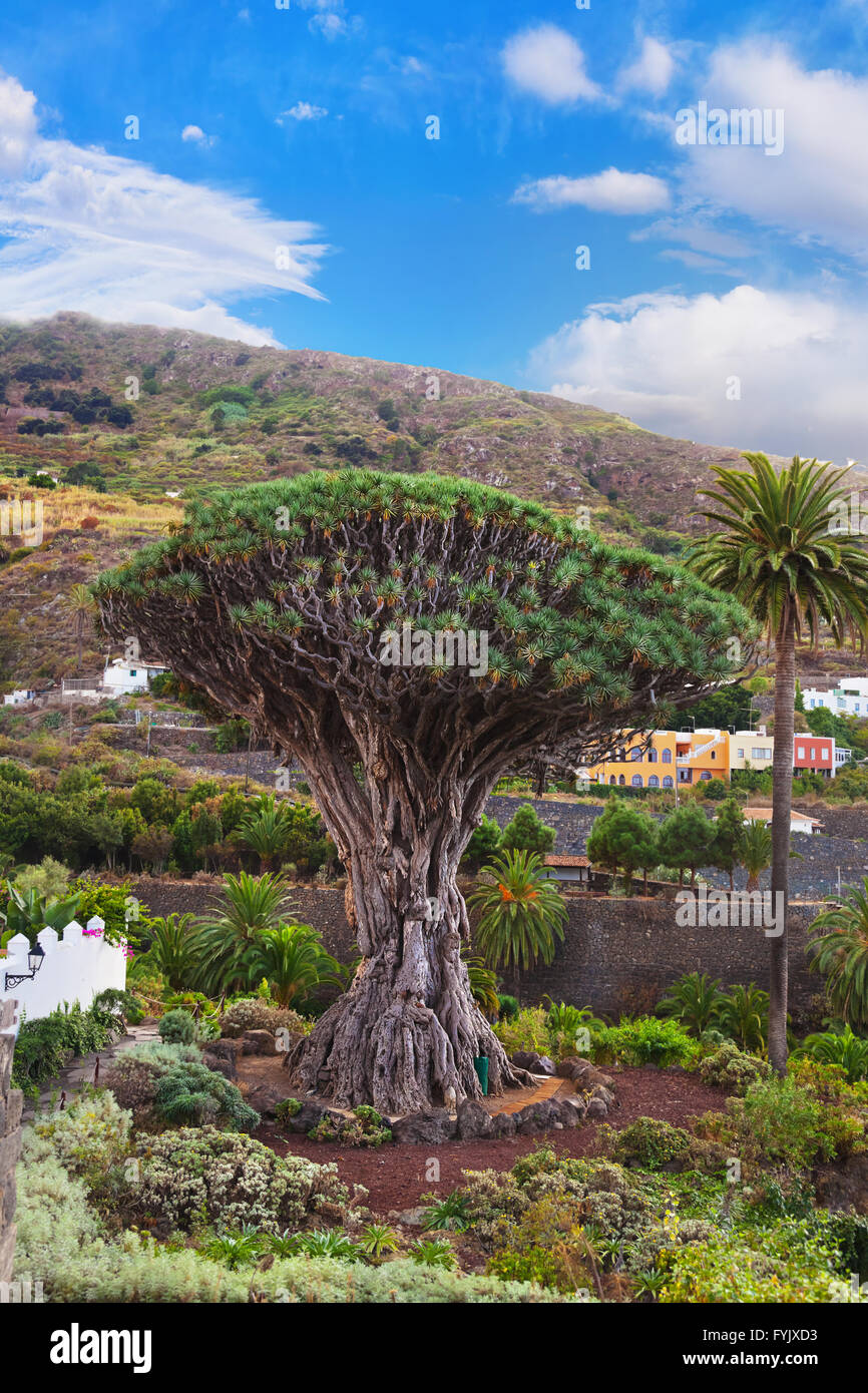 Famous Millennial Dragon Tree in Tenerife - Canary Stock Photo - Alamy
