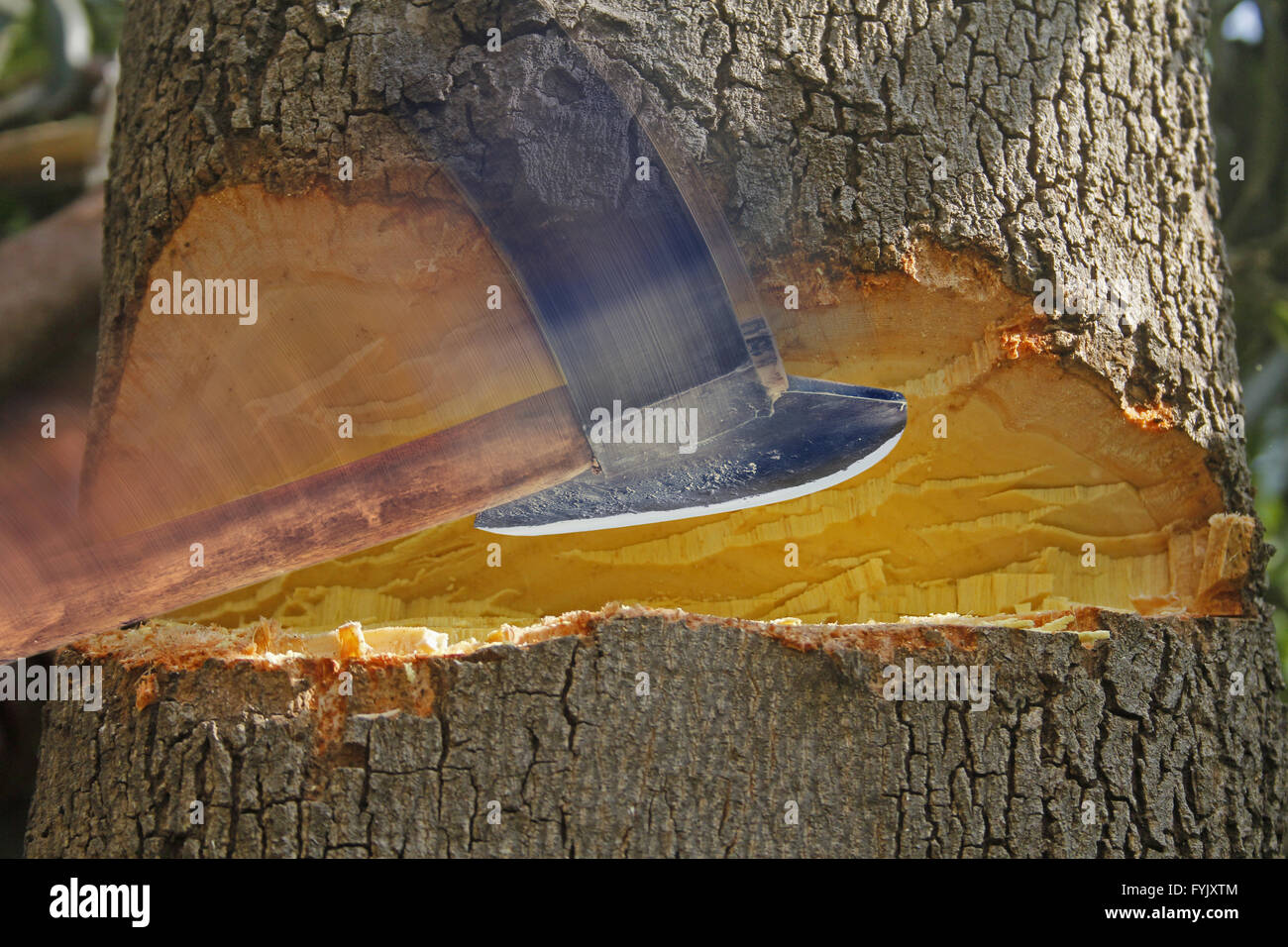 cutting tree with axe Stock Photo - Alamy