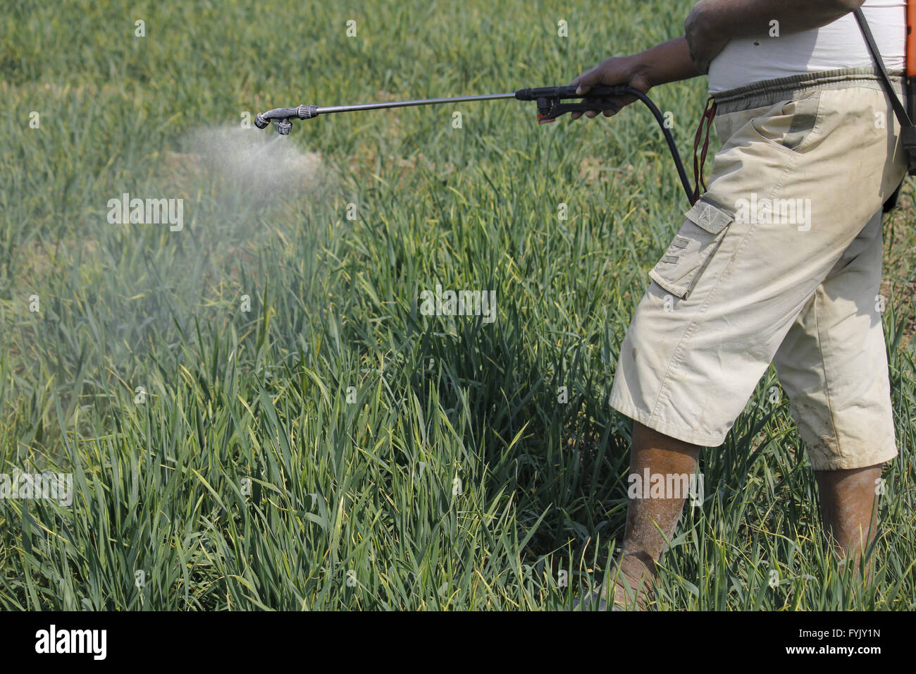 Farmer spraying fertilizer on crop Stock Photo - Alamy