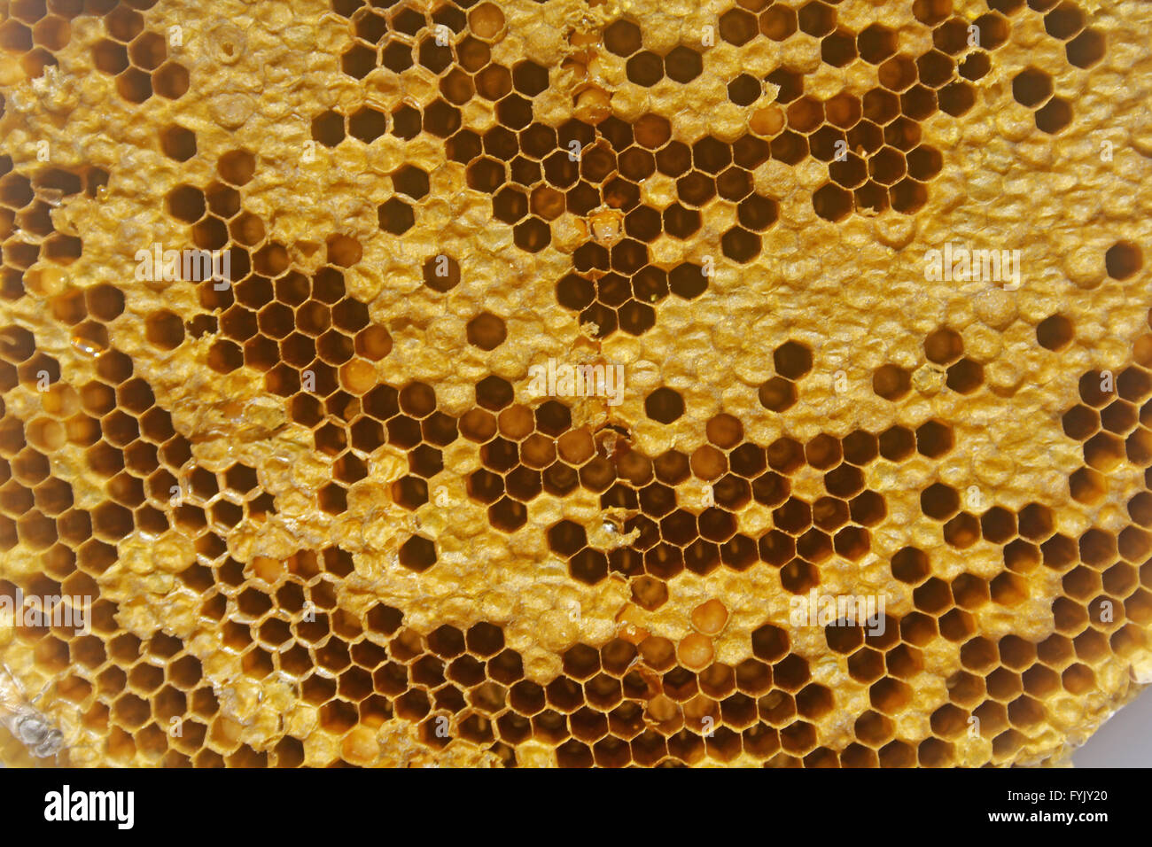 Glowing honeycomb hi-res stock photography and images - Alamy