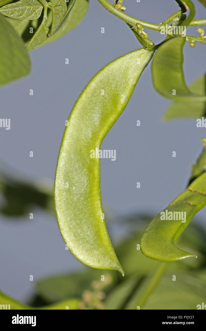 Phaseolus lunatus, butter bean, lima bean Stock Photo - Alamy