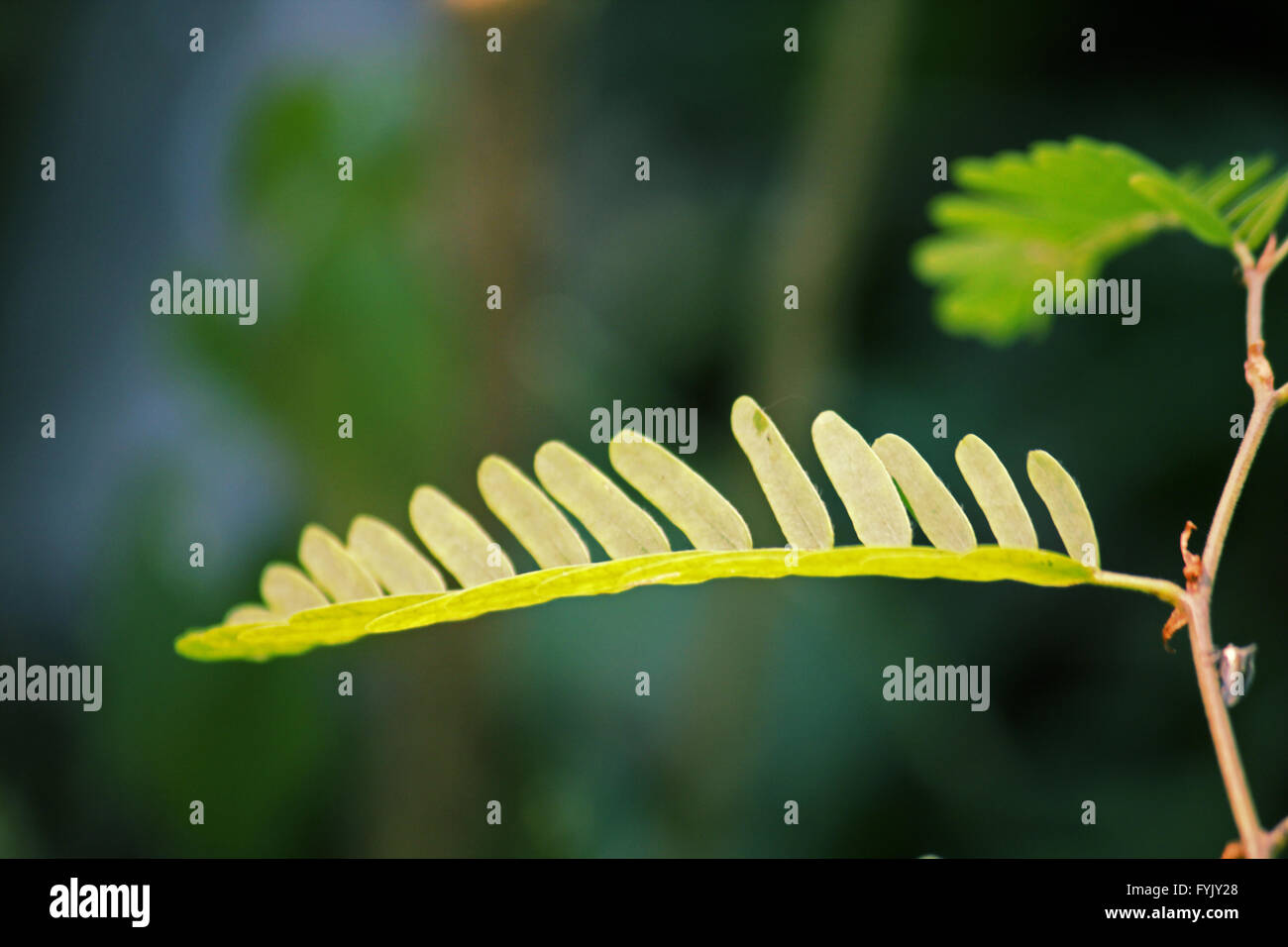 Tamarind, Tamarindus indica Stock Photo - Alamy