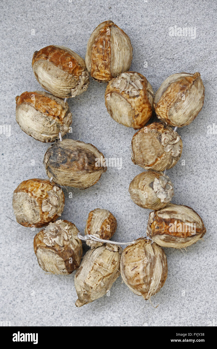 Ripe areca nuts Stock Photo - Alamy
