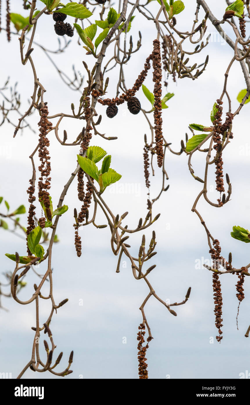 Alder branches with buds and leaves on a sky background. Spring theme ...