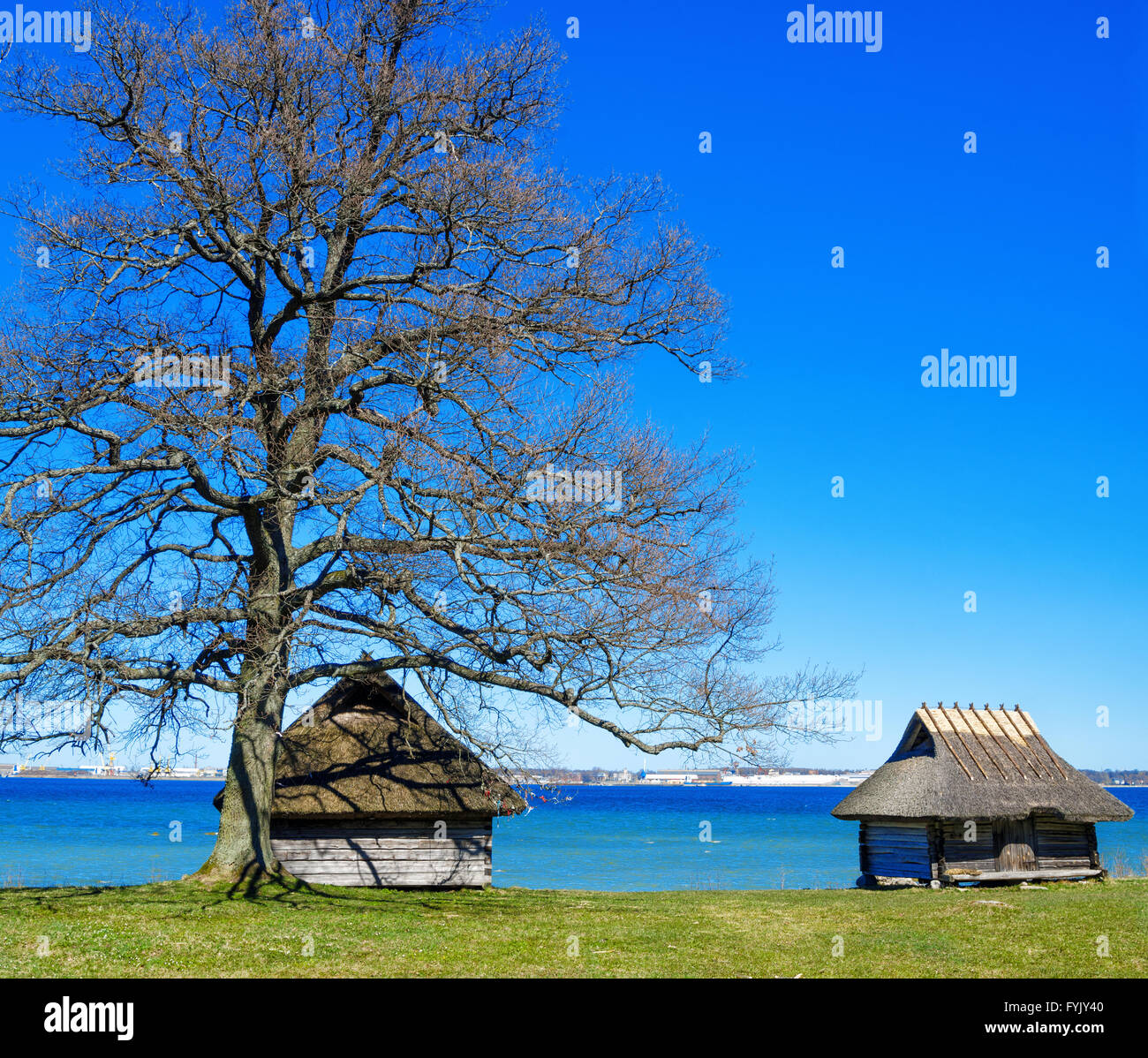Spring landscape with a greater oak at the sea Stock Photo - Alamy