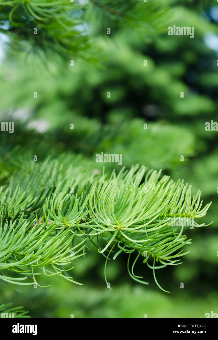 Young shoots on the branches of spruce, close-up Stock Photo - Alamy
