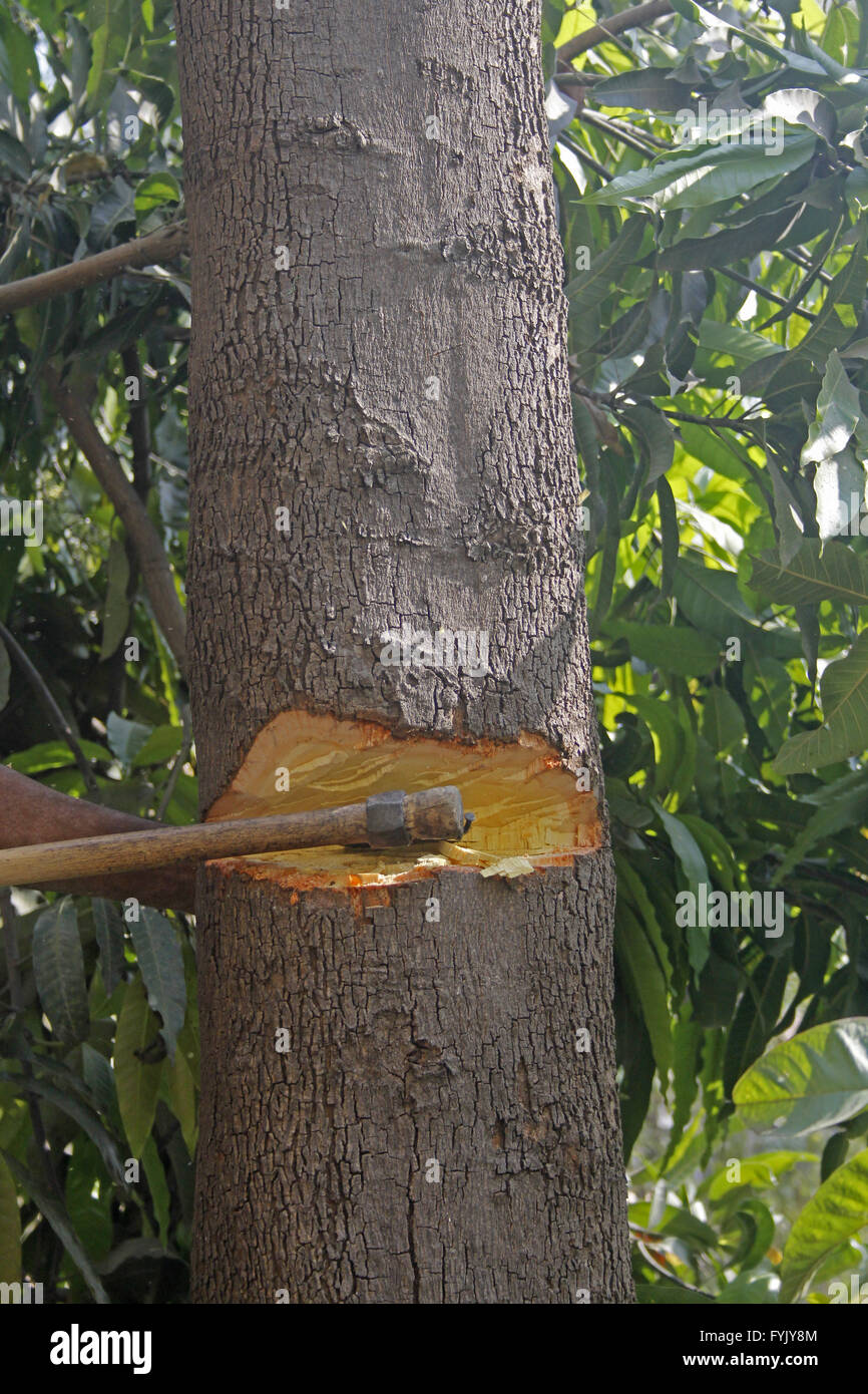 cutting tree with axe Stock Photo - Alamy