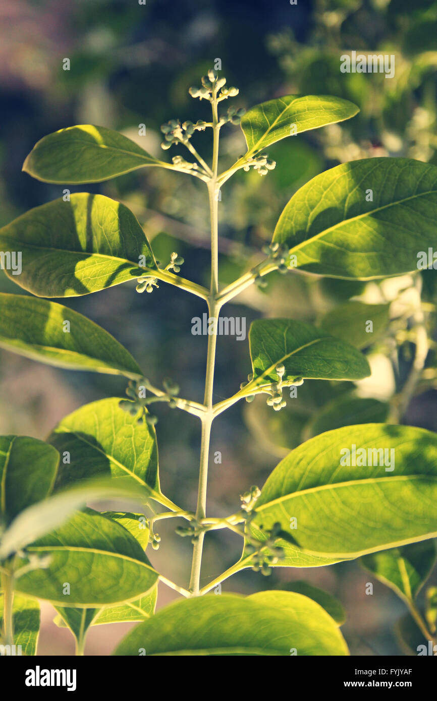 Pterocarpus hi-res stock photography and images - Alamy