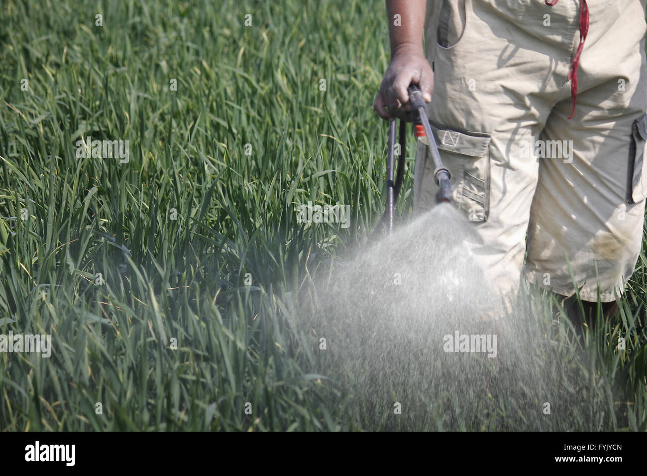 Farmer spraying fertilizer on crop Stock Photo - Alamy