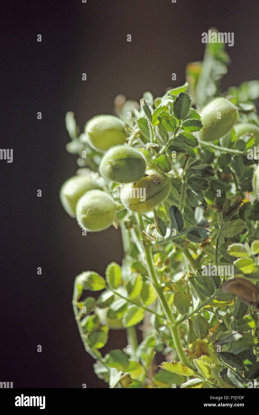 Field of cicer arietinum l Stock Photo - Alamy