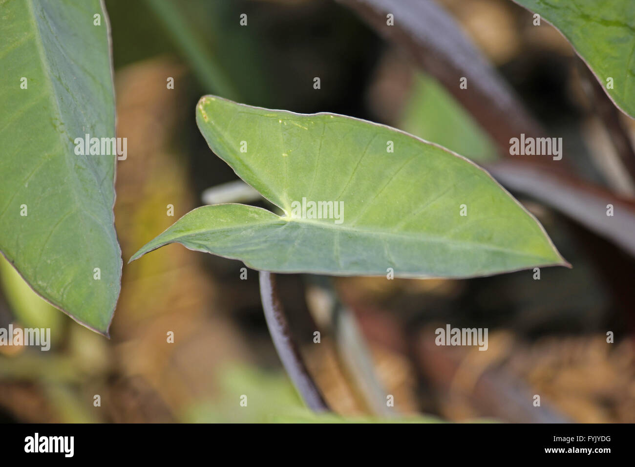Colocasia esculenta hi-res stock photography and images - Alamy