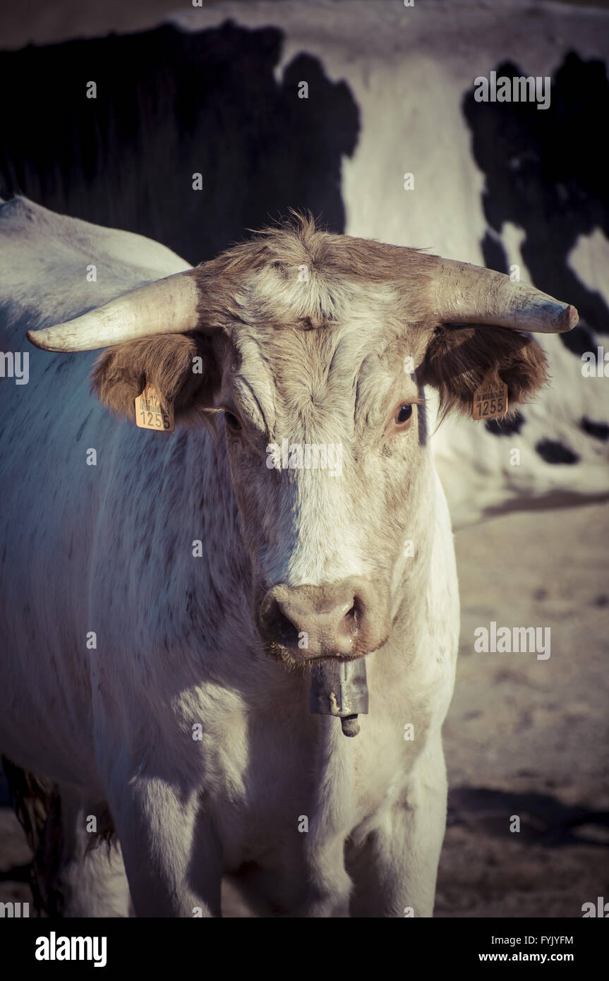 Dangerous bull hi-res stock photography and images - Alamy