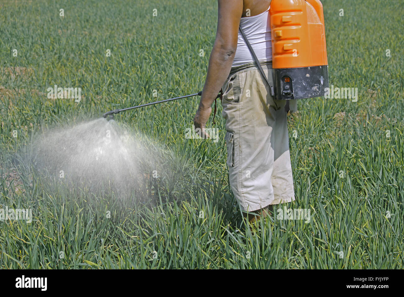 Farmer spraying fertilizer on crop Stock Photo - Alamy