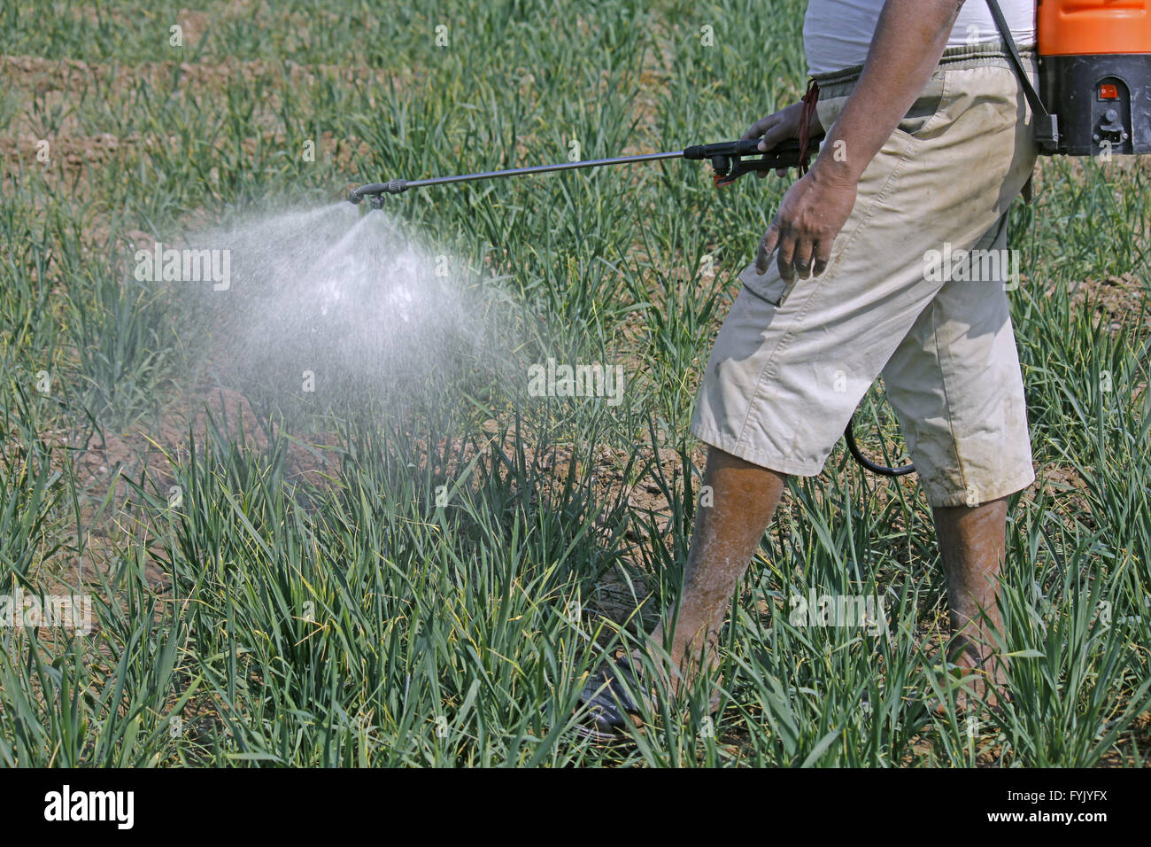 Farmer spraying fertilizer on crop Stock Photo - Alamy