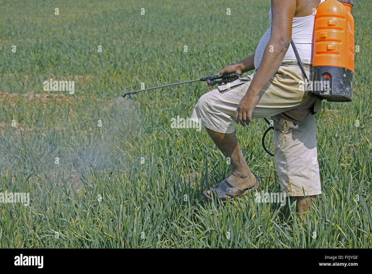 Farmer spraying fertilizer on crop Stock Photo - Alamy