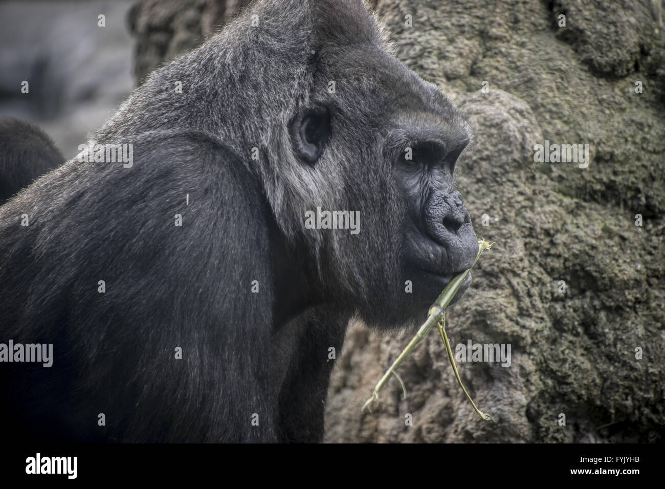 huge and powerful gorilla, natural environment Stock Photo - Alamy