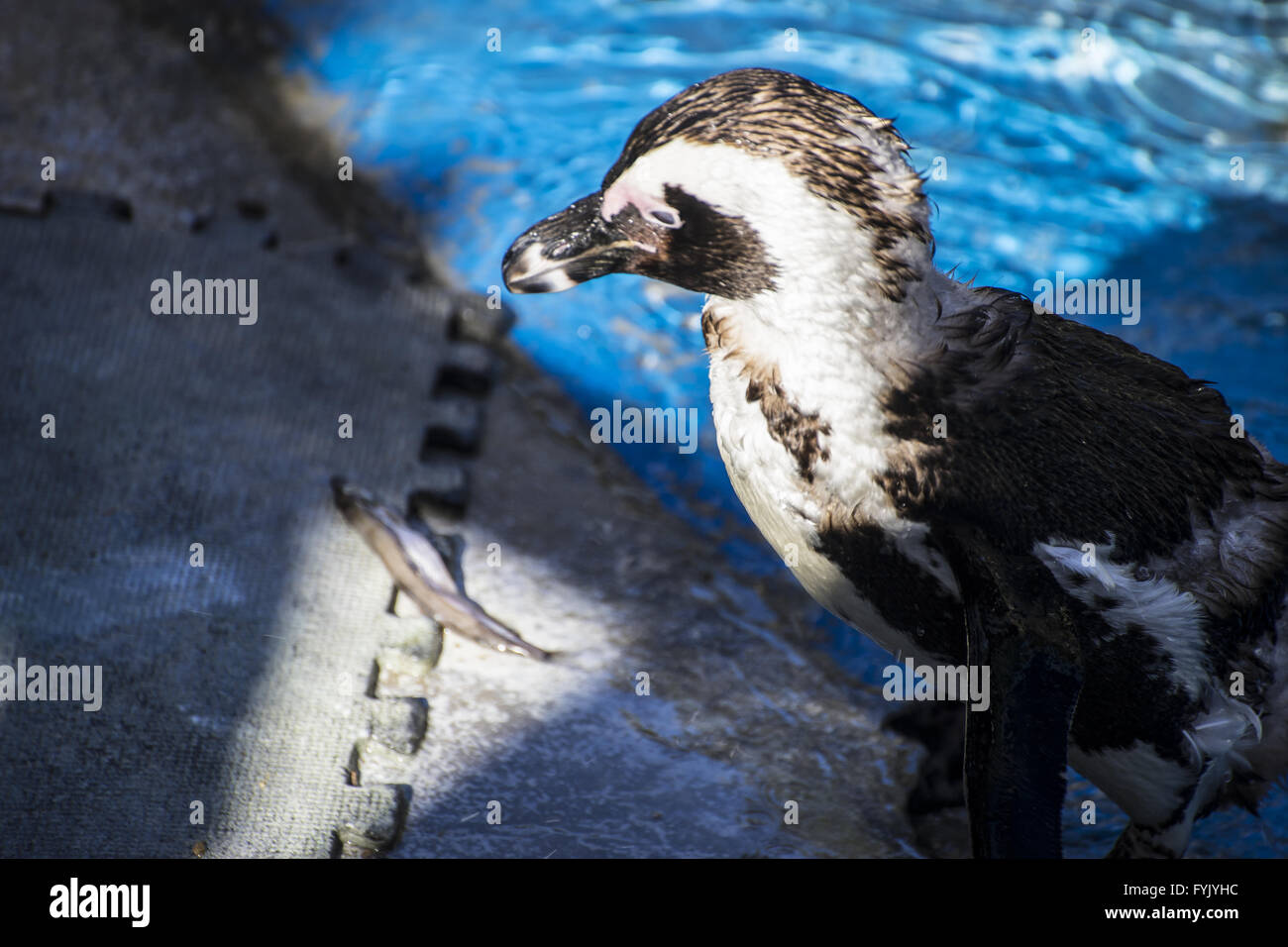 polar, beautiful and funny penguin sun in a peer group Stock Photo - Alamy