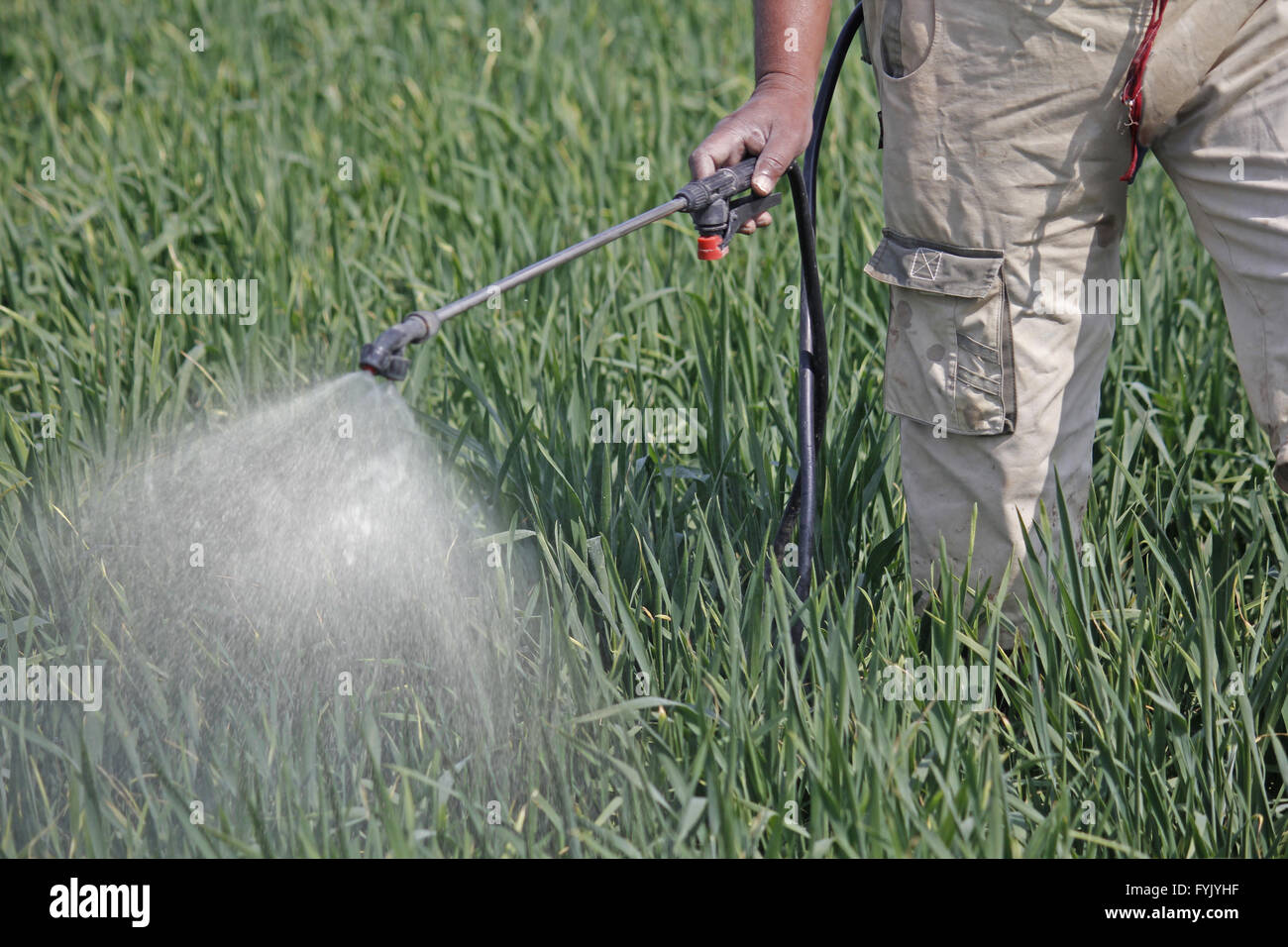 Farmer spraying fertilizer on crop Stock Photo - Alamy