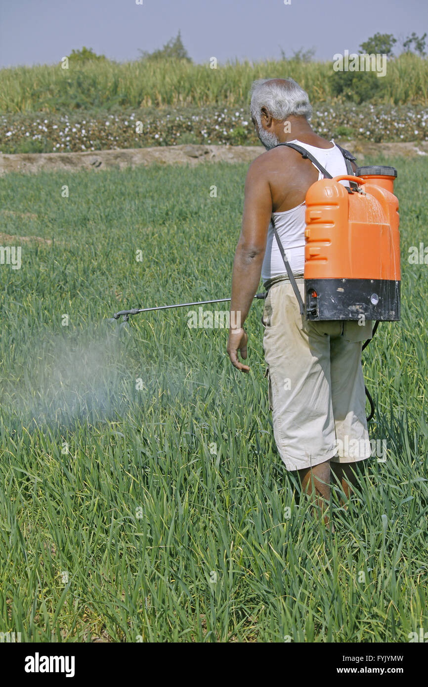 Farmer spraying fertilizer on crop Stock Photo - Alamy