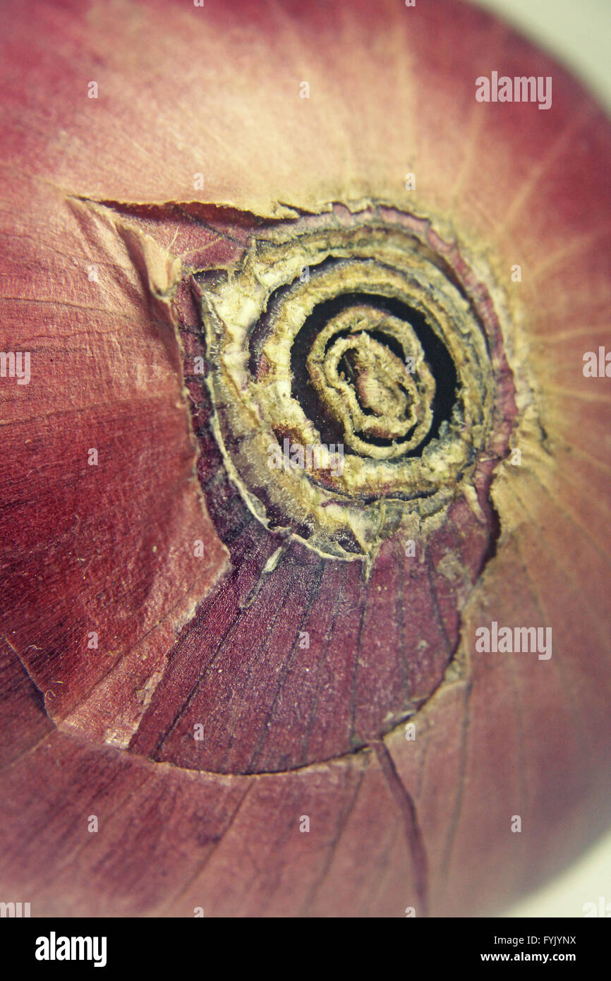 Onion genus hi-res stock photography and images - Alamy