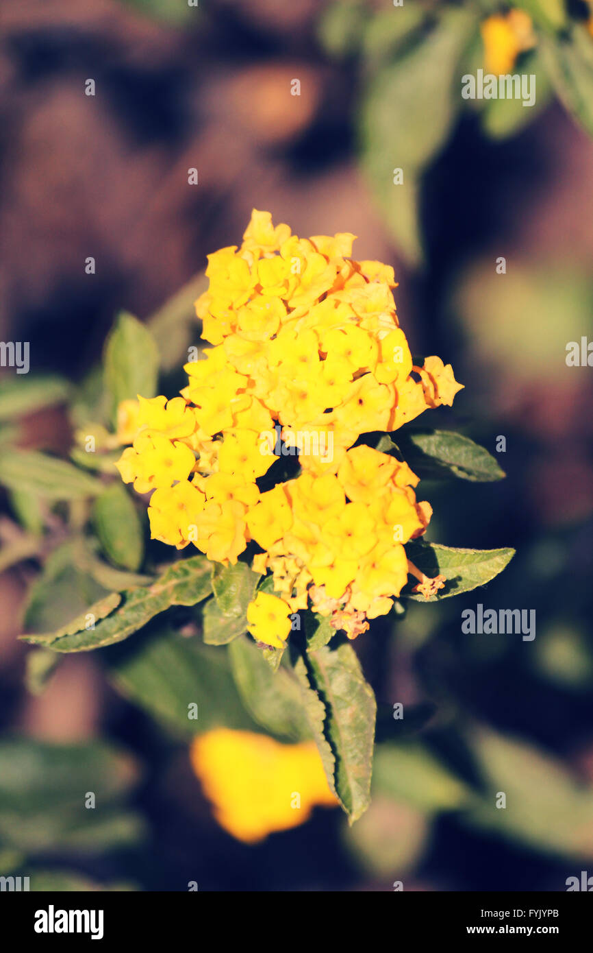 Lantana camara var hi-res stock photography and images - Alamy