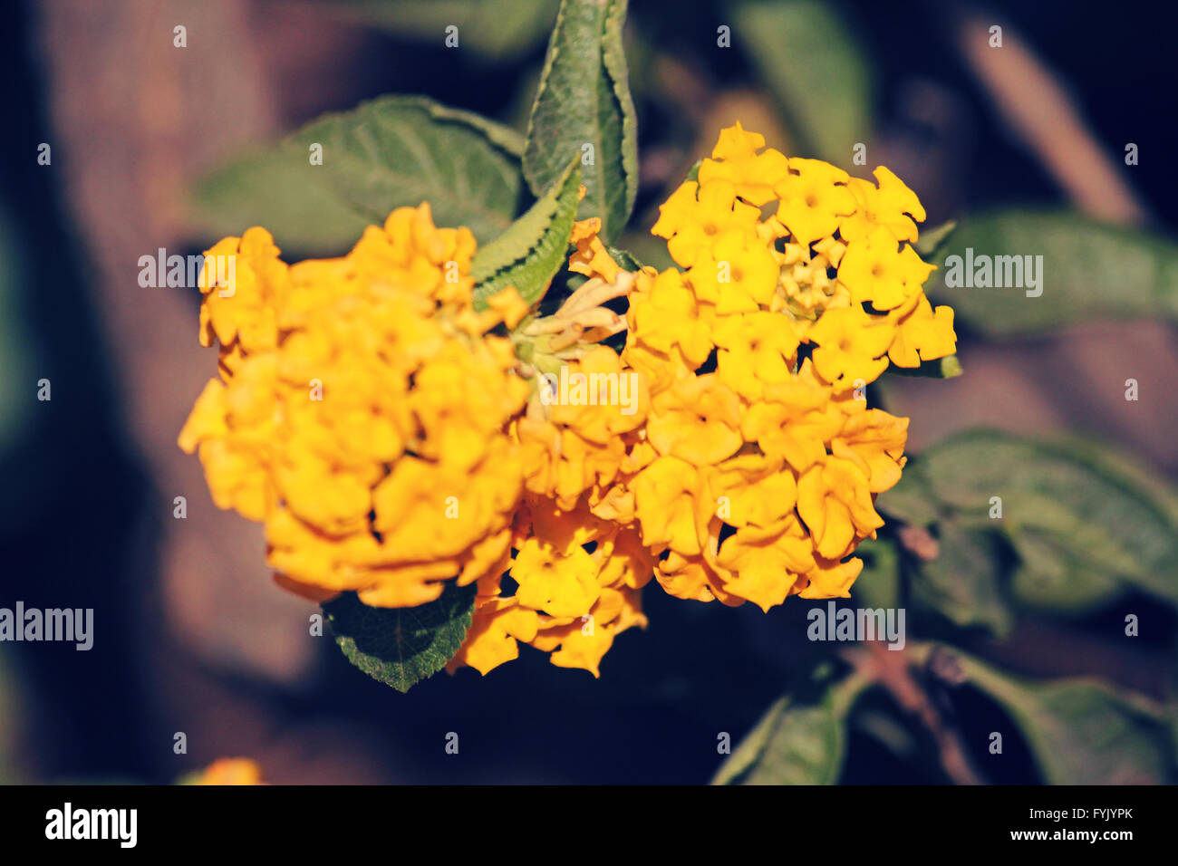 Lantana camara var hi-res stock photography and images - Alamy